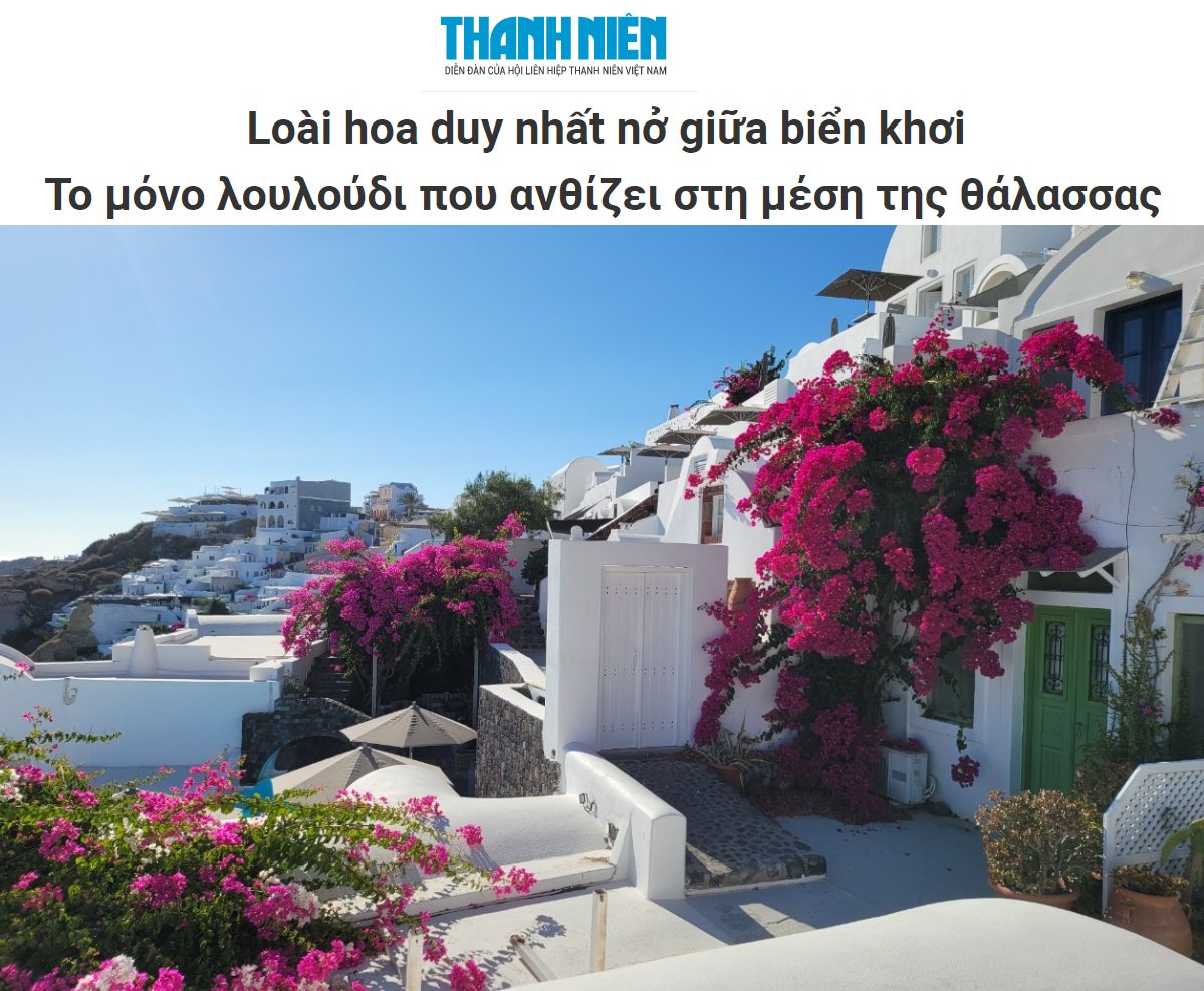 ΩΔΗ ΣΤΗ ΜΠΟΥΚΑΜΒΙΛΙΑ ΤΗΣ ΣΑΝΤΟΡΙΝΗΣ ΑΠΟ ΤΟ ΒΙΕΤΝΑΜ – Santonews